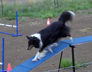 Dog Training Tools of the Trade - Dog Training In Your Home - Columbia