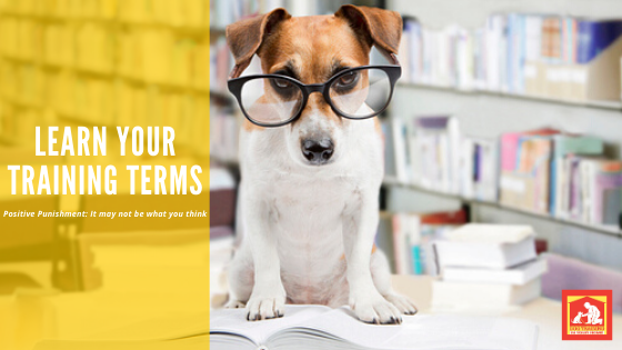 Let's Learn Training Terms: Positive Punishment | Dog Training