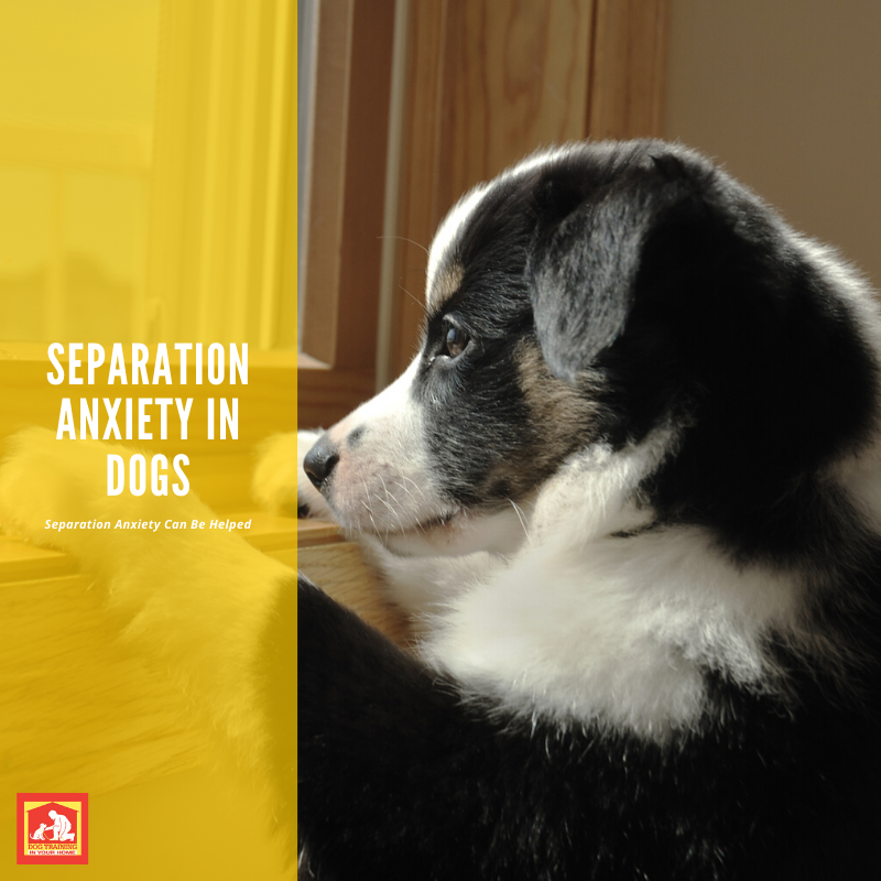 Separation Anxiety In Dogs | Dog Training In Your Home - Columbia